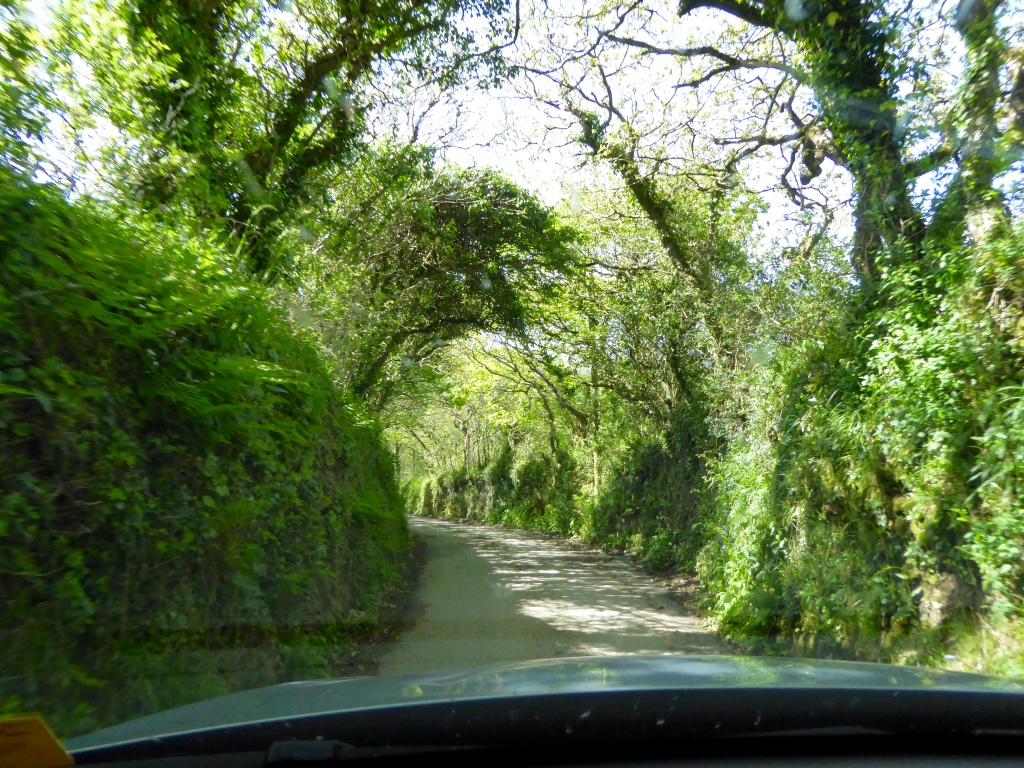 The gardens of Cornwall – Travelling B16's